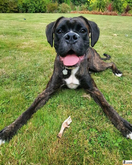 JR Pet Kananjalat 10 kpl | Kuivatut ruhonosat | Levin Lemmikkitarvike